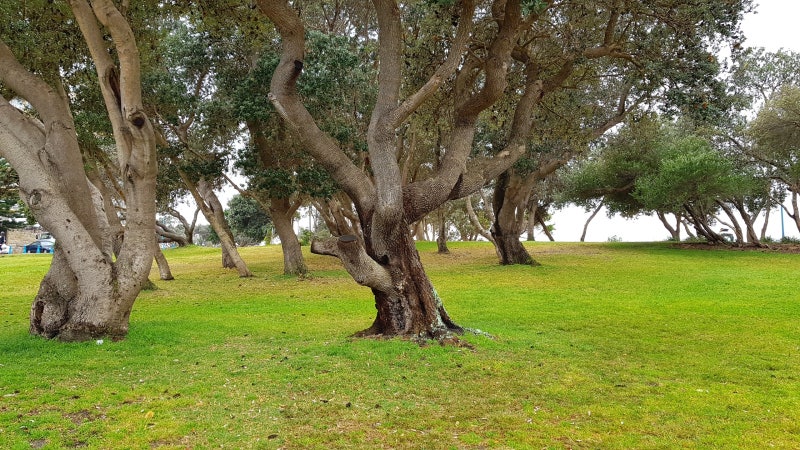 쿠지비치(Coogee Beach)의 더닝햄 공원(Dunningham Park) : 네이버 블로그