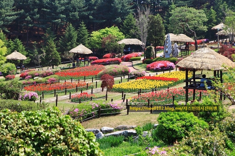 용인농촌테마파크로 봄나들이가자튤립 철쭉 꽃양귀비 봄꽃 만발 네이버 블로그