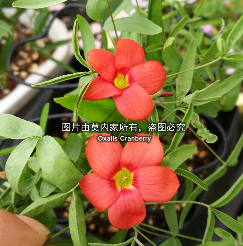 신상목록 : 네이버 블로그