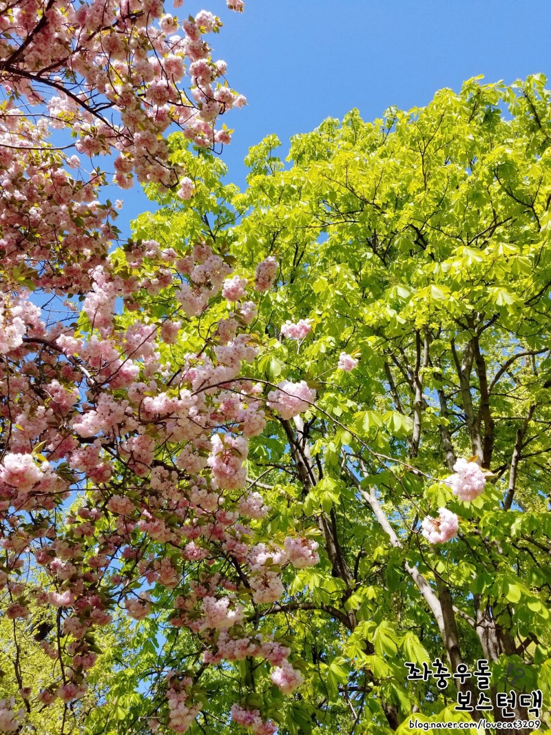 180511 ① 보스턴 여행_미국에서 가장 오래된 공원, 보스턴 커먼 : 네이버 블로그