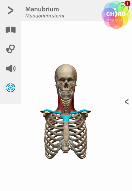 흉쇄유돌근목빗근sternocleidomastoid 기능 해부학 네이버 블로그