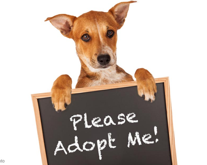 비슷한 영어단어 a lot, allot, adapt, adept, adopt 차이점? : 네이버 블로그