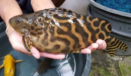 synodontis schoutedeni