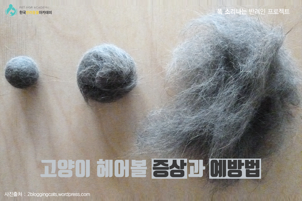 고양이 헤어볼 원인 증상 예방법 네이버 블로그