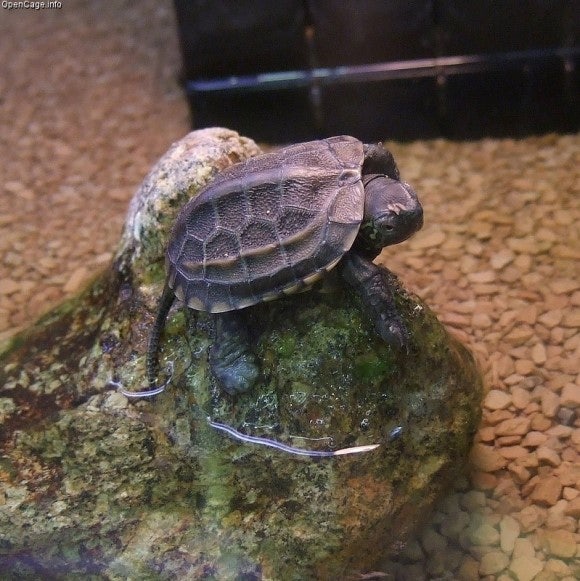 남생이(Reeve's turtle)[Chinemys reevesii] : 네이버 블로그