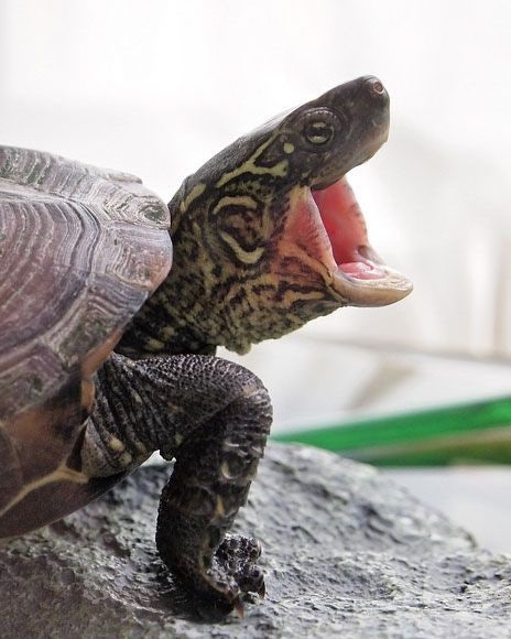 남생이(Reeve's turtle)[Chinemys reevesii] : 네이버 블로그