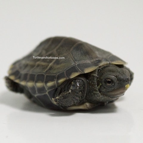 남생이(Reeve's turtle)[Chinemys reevesii] : 네이버 블로그