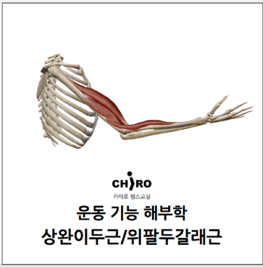 상완이두근위팔두갈래근biceps Brachii 기능 해부학 네이버 블로그