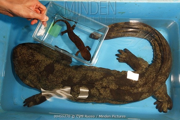 중국장수도롱뇽,와와어(Chinese giant salamander)[Andrias davidianus] : 네이버 블로그