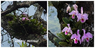 C. mossiae tipo : 네이버 블로그
