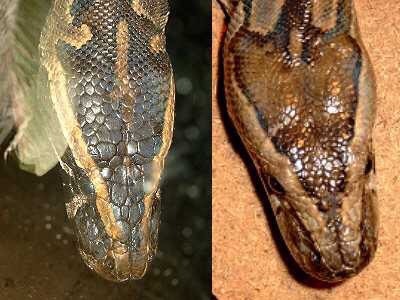 락파이톤(African rock python)[Python sebae sp] : 네이버 블로그