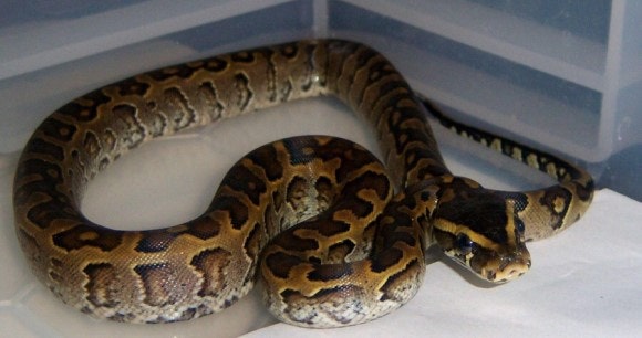 락파이톤(African rock python)[Python sebae sp] : 네이버 블로그