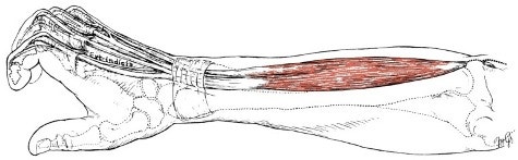 Anatomy Of The Extensor Digitorum Communis Muscle 공통 손가락 폄근 : 네이버 블로그
