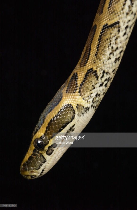 락파이톤(African rock python)[Python sebae sp] : 네이버 블로그