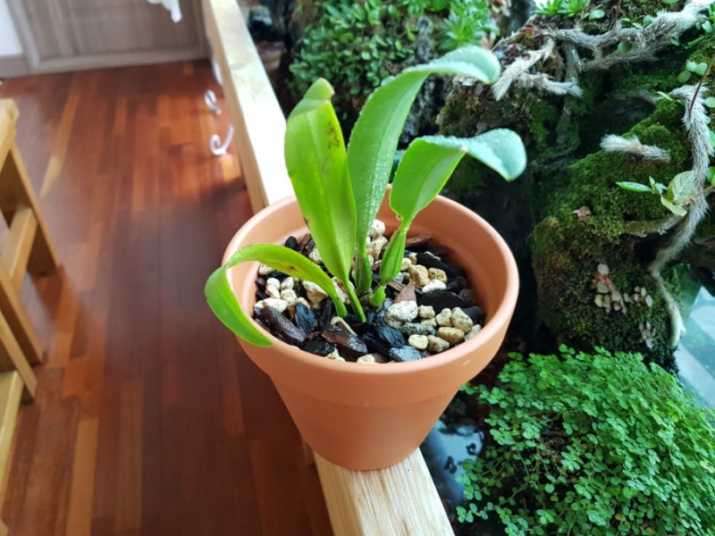 C. mossiae tipo : 네이버 블로그