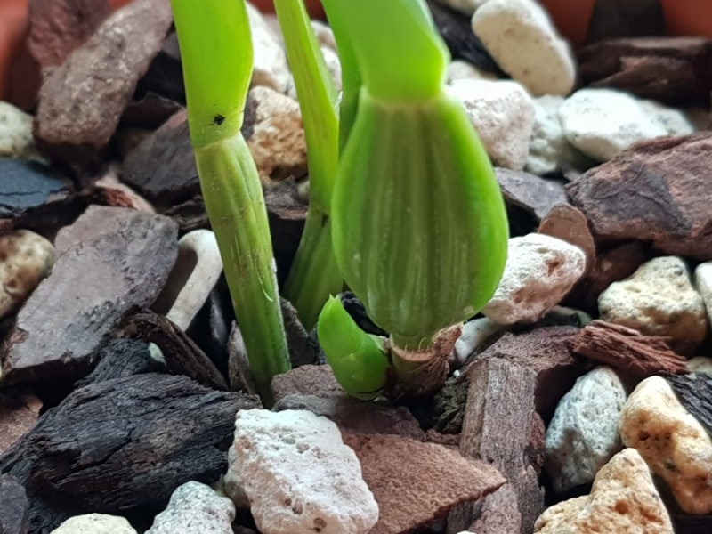 C. mossiae tipo : 네이버 블로그