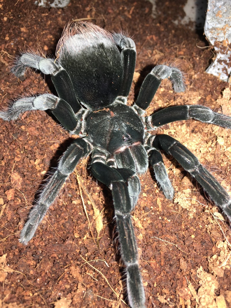 Pamphobeteus sp. "Chicken Spider" [치킨 스파이더] : 네이버 블로그