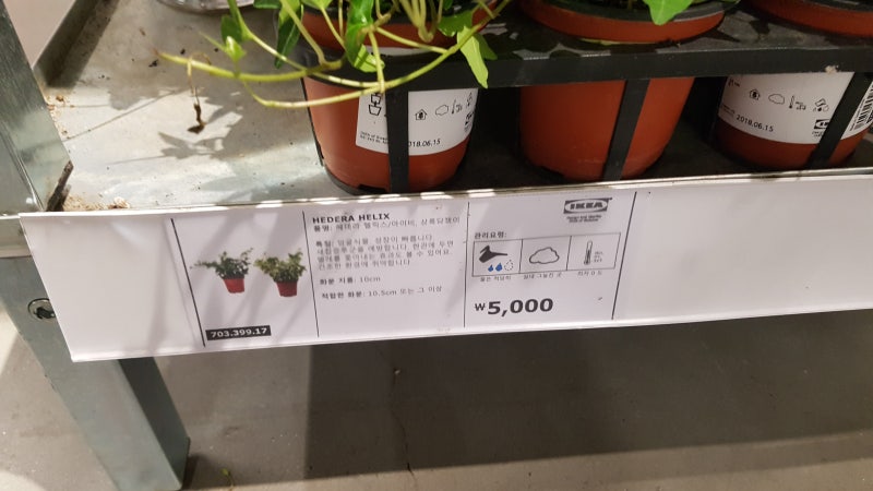IKEA 담쟁이 HEDERA HELIX 아이비 발견 : 네이버 블로그