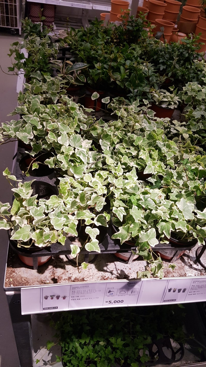 IKEA 담쟁이 HEDERA HELIX 아이비 발견 : 네이버 블로그