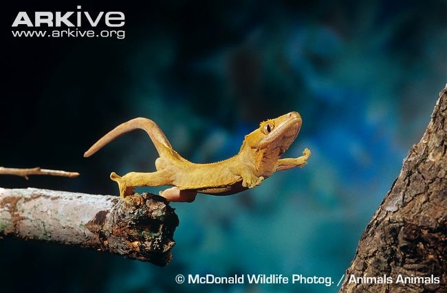 크레스티드게코(Crested gecko)[Correlophus ciliatus] : 네이버 블로그