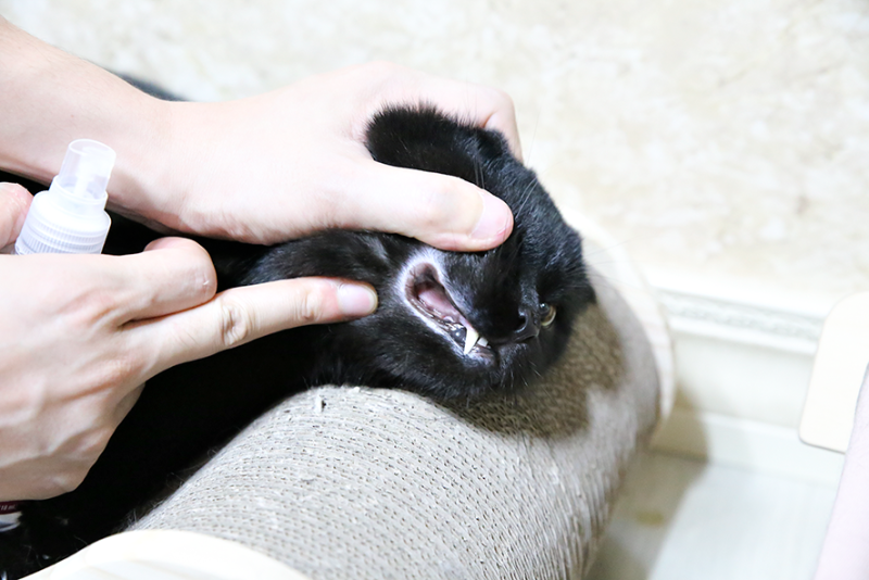 고양이 구강관리 암앤해머 고양이치약 덴탈스프레이 덴탈워터 네이버 블로그