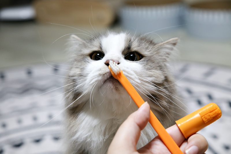 고양이 구강관리 암앤해머 고양이치약 덴탈스프레이 덴탈워터 네이버 블로그