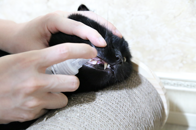 고양이 구강관리 암앤해머 고양이치약 덴탈스프레이 덴탈워터 네이버 블로그