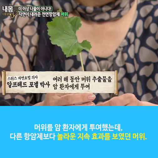 머위뿌리효능 및 머위뿌리먹는법 머위즙 머위중탕 머위뿌리즙 머위뿌리가루 네이버 블로그