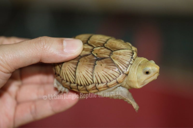 네로우브릿지머스크터틀(Narrow bridged musk turtle)[Claudius angustatus] : 네이버 블로그