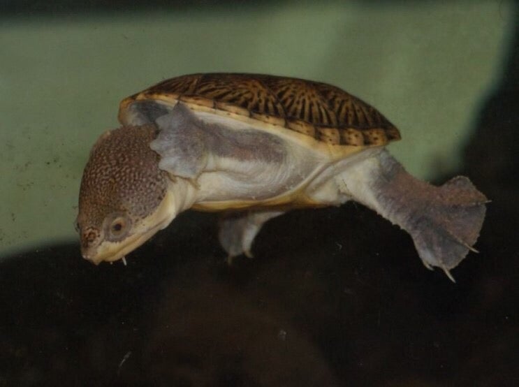 네로우브릿지머스크터틀(Narrow bridged musk turtle)[Claudius angustatus] : 네이버 블로그