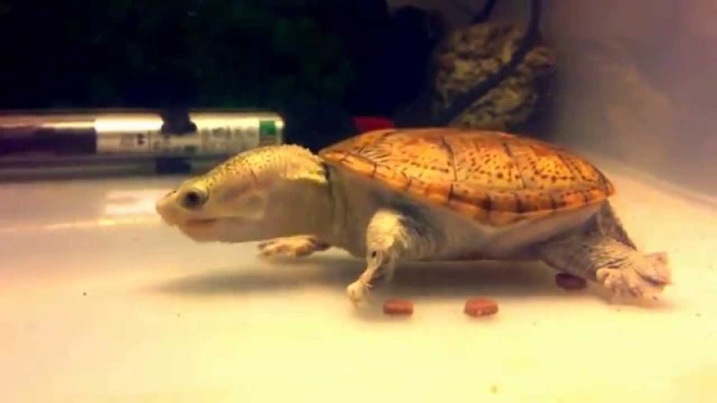 네로우브릿지머스크터틀(Narrow bridged musk turtle)[Claudius angustatus] : 네이버 블로그