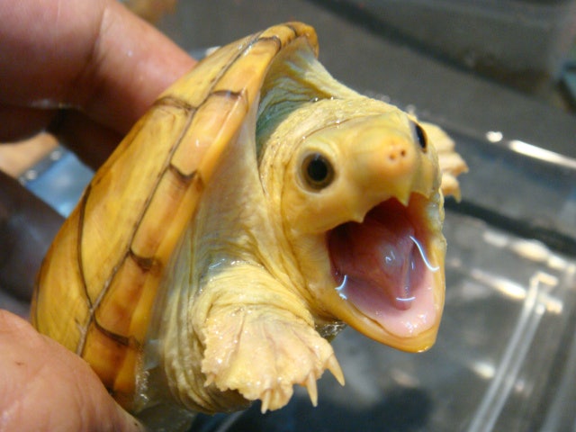 네로우브릿지머스크터틀(Narrow bridged musk turtle)[Claudius angustatus] : 네이버 블로그