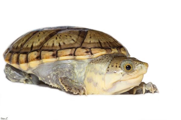 네로우브릿지머스크터틀(Narrow bridged musk turtle)[Claudius angustatus] : 네이버 블로그