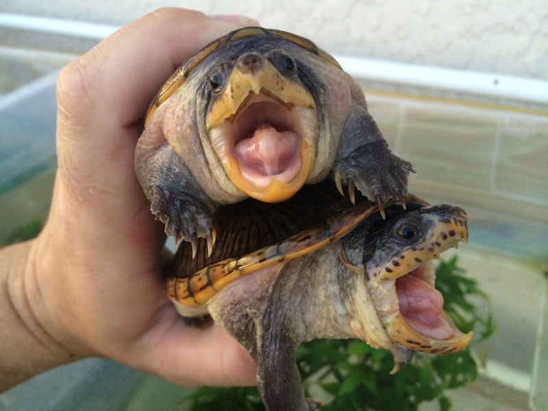 네로우브릿지머스크터틀(Narrow bridged musk turtle)[Claudius angustatus] : 네이버 블로그
