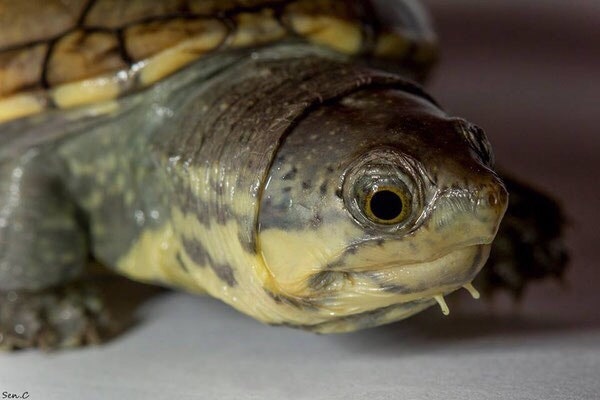 네로우브릿지머스크터틀(Narrow bridged musk turtle)[Claudius angustatus] : 네이버 블로그