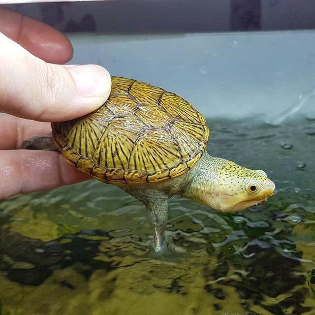 네로우브릿지머스크터틀(Narrow bridged musk turtle)[Claudius angustatus] : 네이버 블로그
