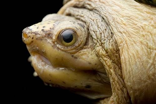 네로우브릿지머스크터틀(Narrow bridged musk turtle)[Claudius angustatus] : 네이버 블로그