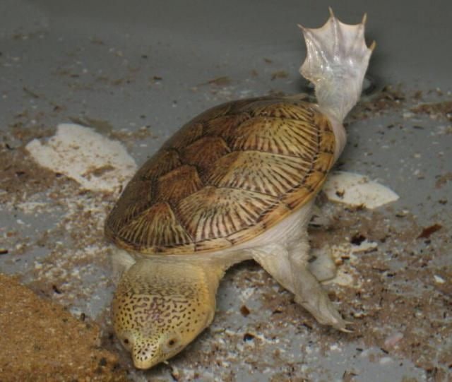 네로우브릿지머스크터틀(Narrow bridged musk turtle)[Claudius angustatus] : 네이버 블로그