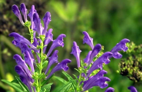 Scutellaria Baicalensis Root Extract；黄岑-花瓣网