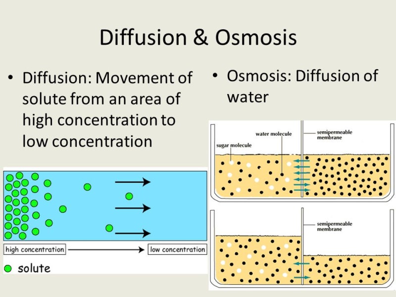 확산과 삼투 (diffusion & osmosis) : 네이버 블로그