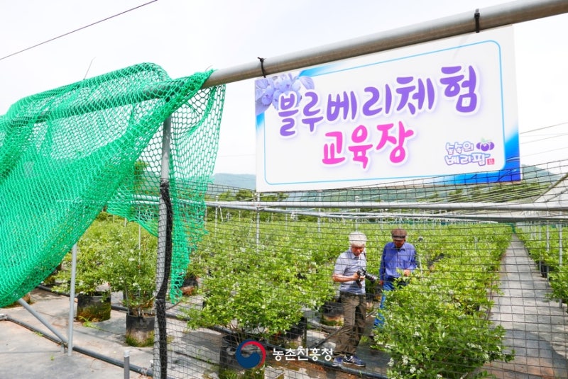 전남 화순 제철 맞은 블루베리 직접 수확해요 농촌교육농장 베리팜 농원 네이버 블로그