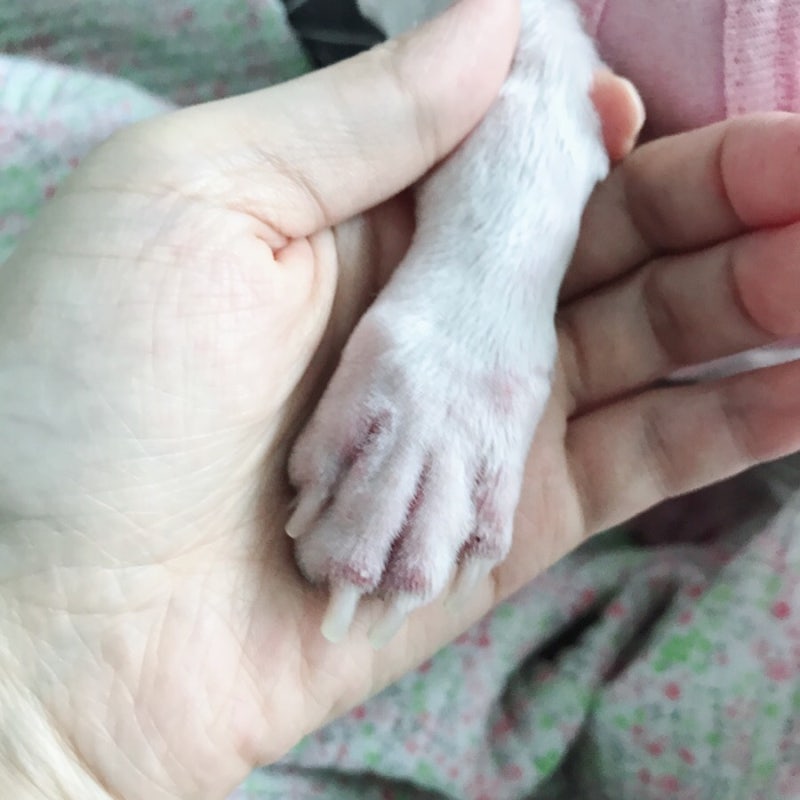 강아지귓병발습진터비덤스프레이and설포덴연고 결국병원행 네이버 블로그