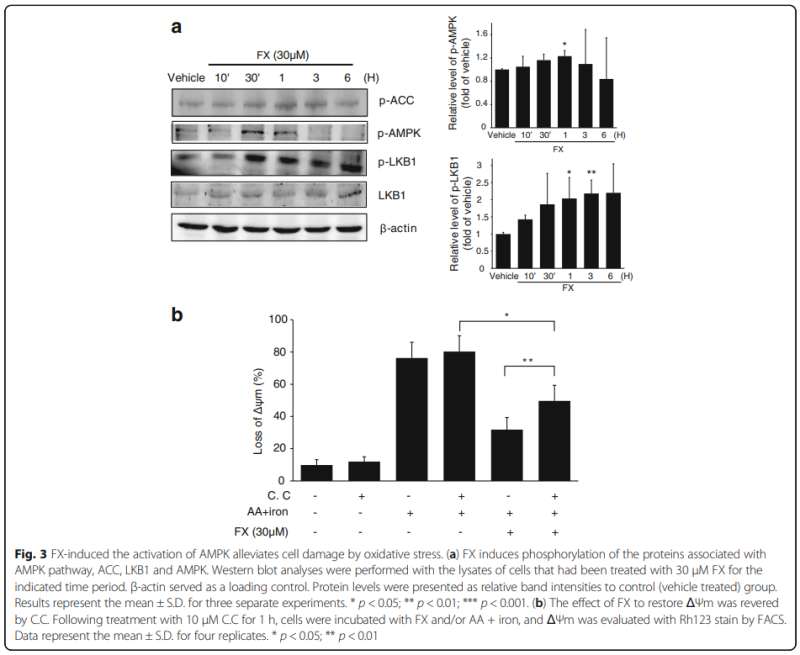[본초] 곤포(昆布)의 활성성분 fucoxanthin의 간보호 효과 : AMPK 매개 세포보호 및 자가소화작용↑ (세포실험 ...