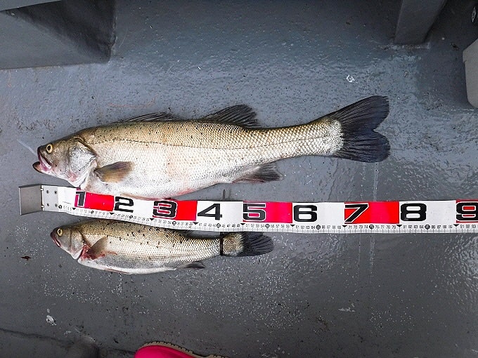 농어 외수질 채비 (생새우채비) : 네이버 블로그