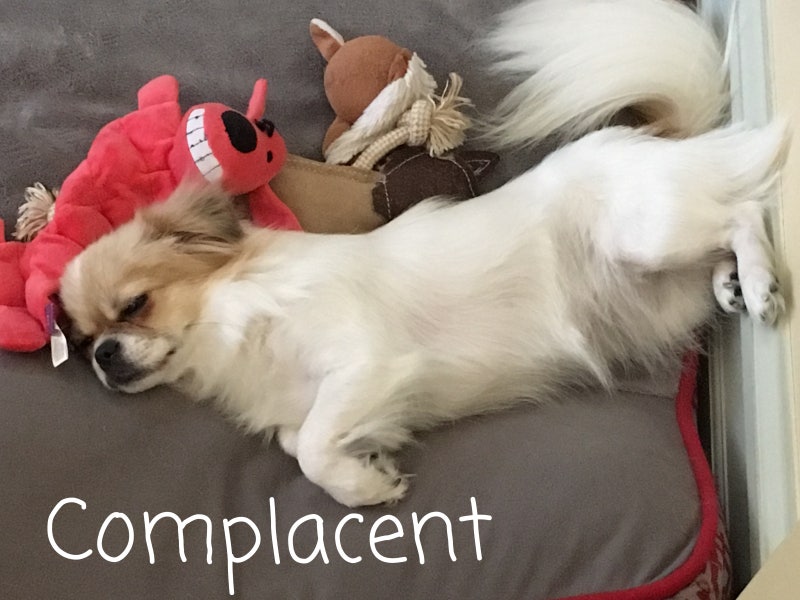 complaisant 공손한, 정중한; 순종적인, 고분고분한 / complacent [보통 부정적 의미로] 마음에 흡족한, 자기 ...