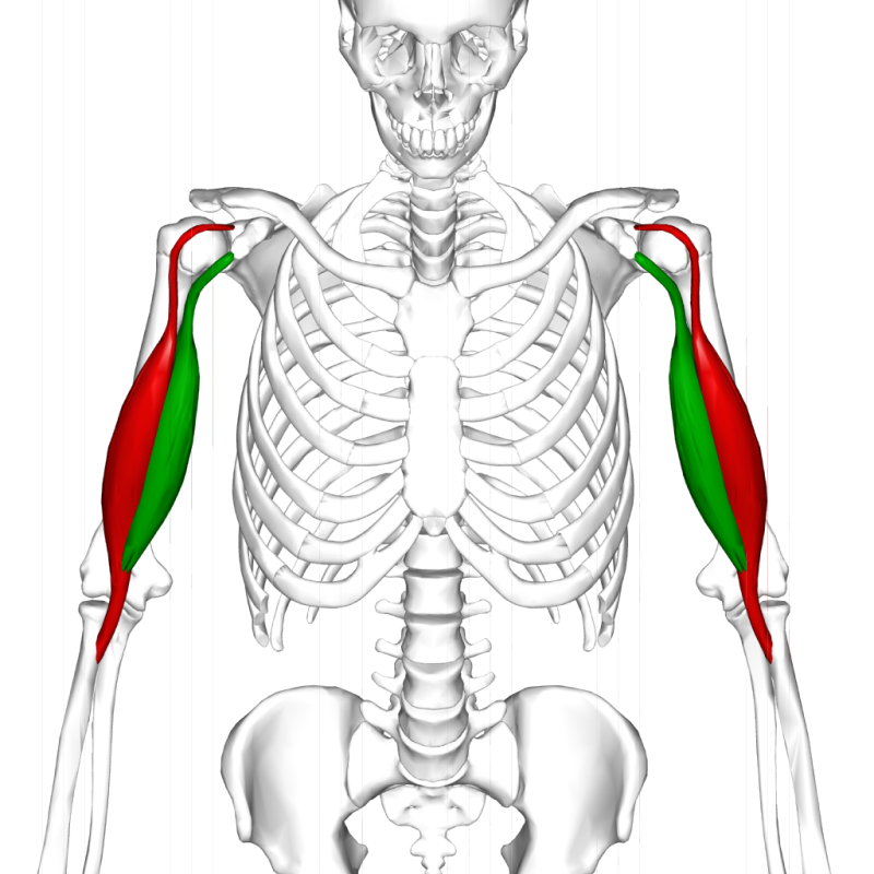 김해정형외과잘보는곳 - 상완 이두근 장두(Biceps long head)의 파열과 뽀빠이 징후(Popeye sign) : 네이버 블로그