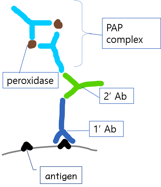 Immunohistochemistry - method : 네이버 블로그