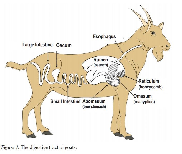 18.07.31. 염소의 소화기 계통 설명 자료 !! Digestive System of Goats ! : 네이버 블로그