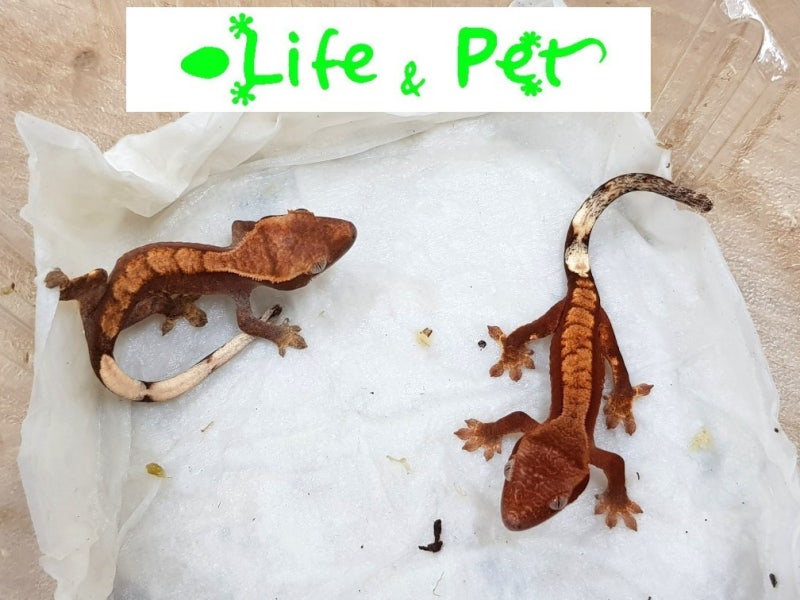 Crested gecko hybrid(크레×차화 크로스 메이팅) 국내 최초 헤칭!! (2018.07.23) : 네이버 블로그