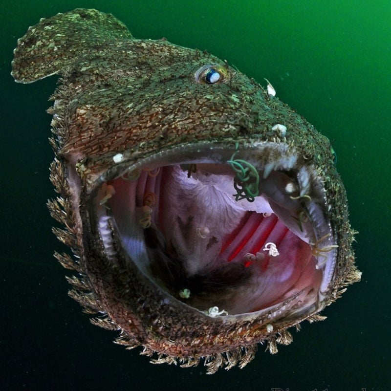 세상에서 가장 못생긴 동물들 베스트 10 : 네이버 블로그